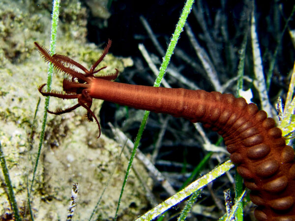 Sea Cucumbers - 100funfacts.com